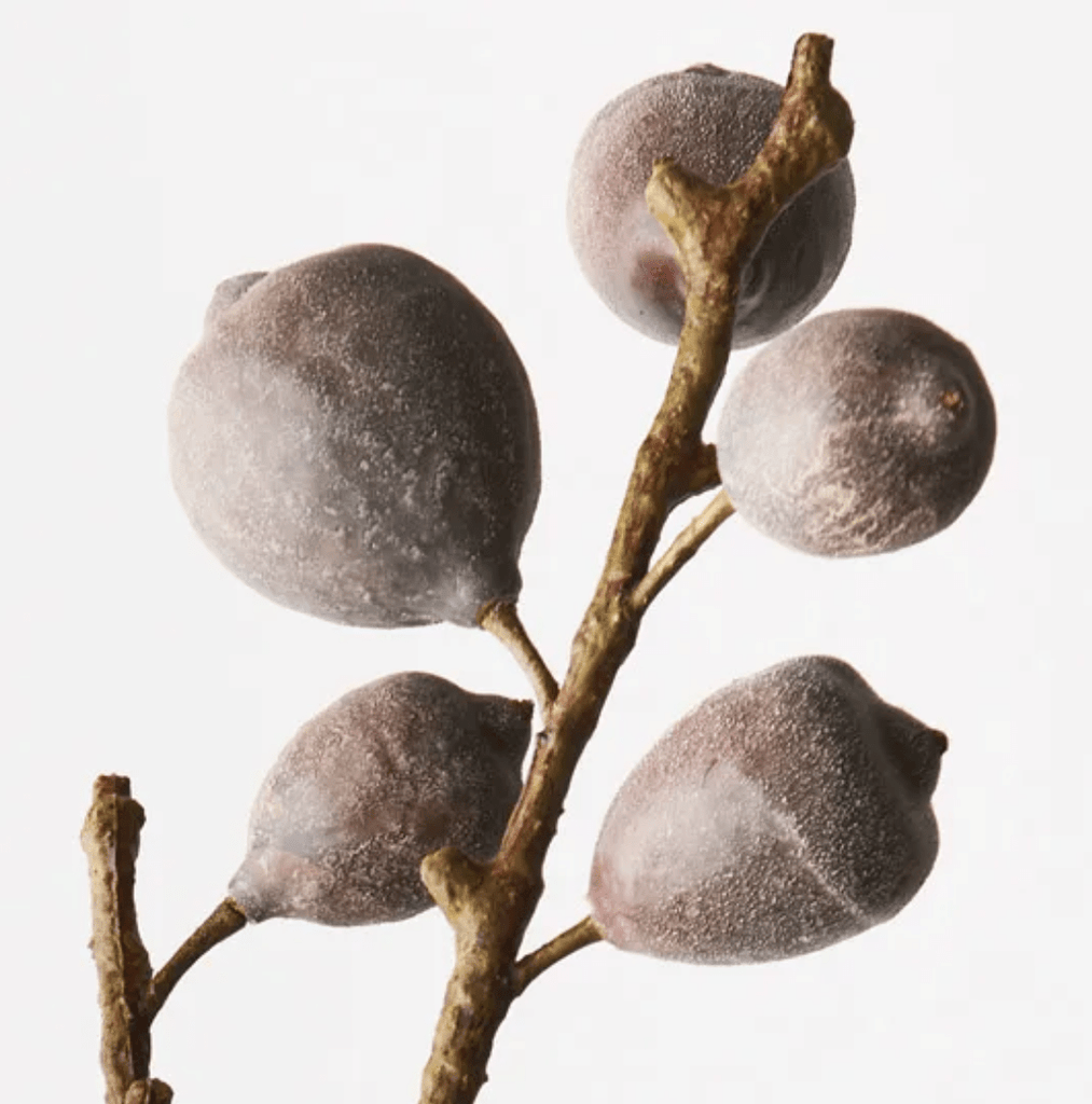 Fig Spray – Haven & Space Berry