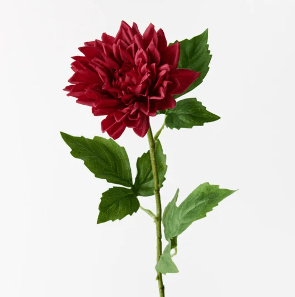 Dahlia – Haven & Space Berry