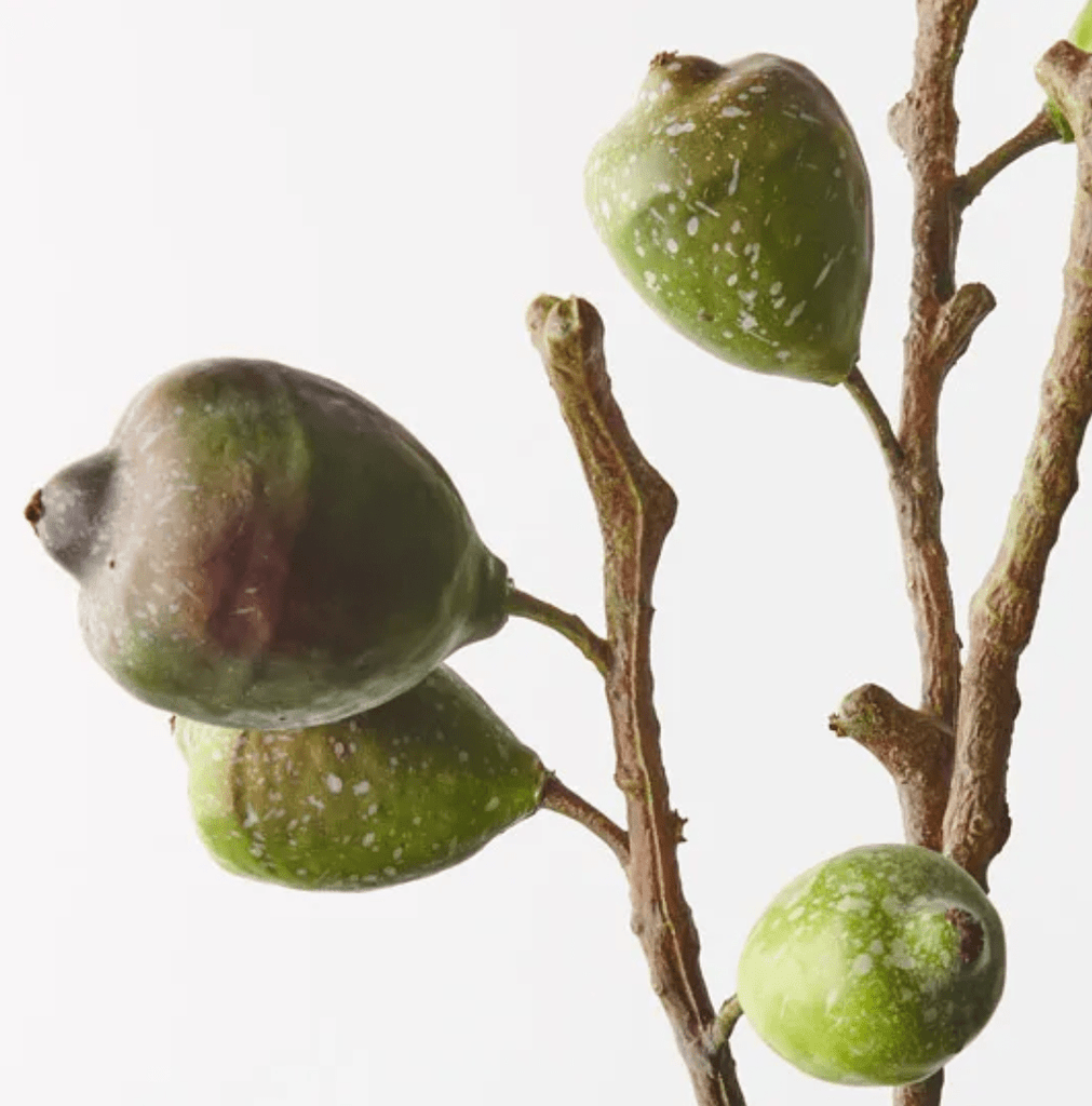 Fig Spray – Haven & Space Berry